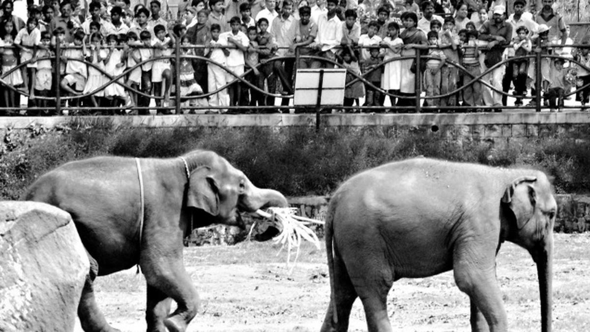 Mysuru zoo gets maximum footfall - The Hindu