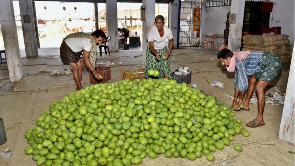 Asia s Biggest Mango Market Loses Sheen The Hindu asia-s-biggest-mango-market-loses-sheen-the-hindu
