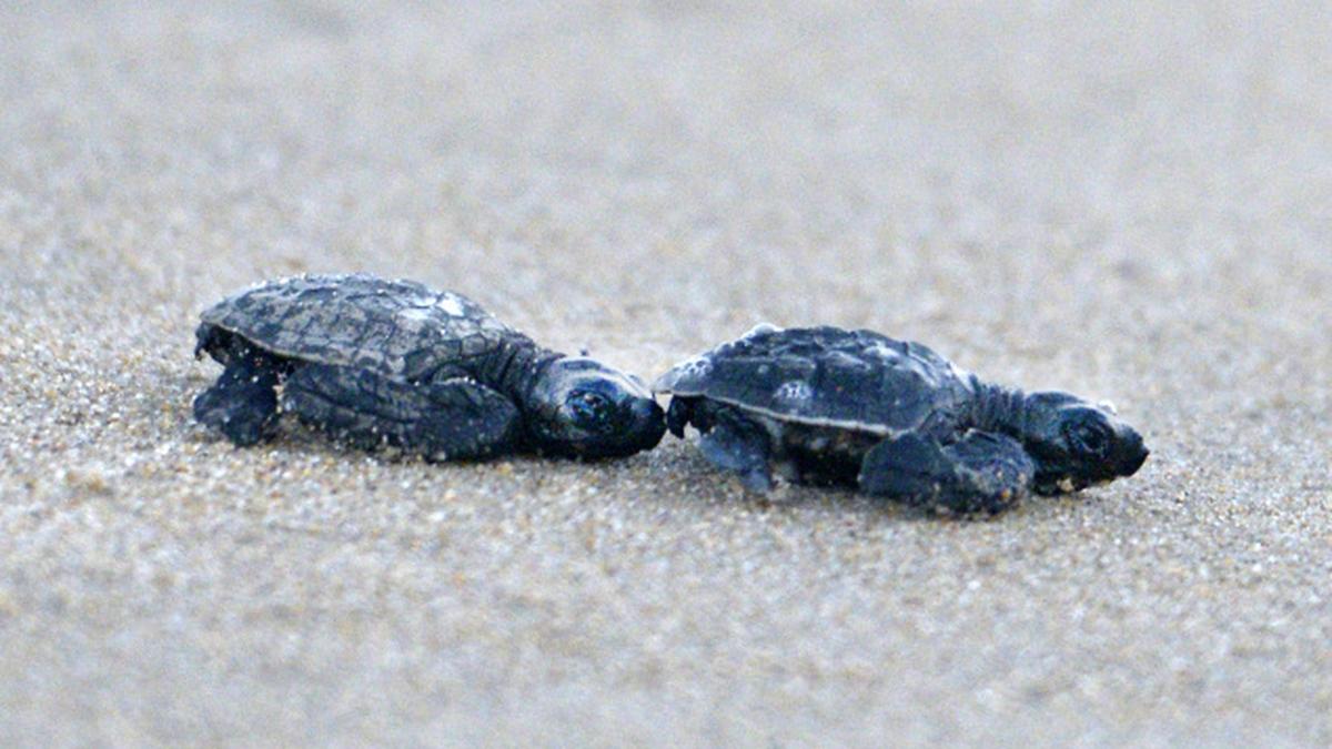 Olive Ridley hatchlings are being released into the sea - The Hindu