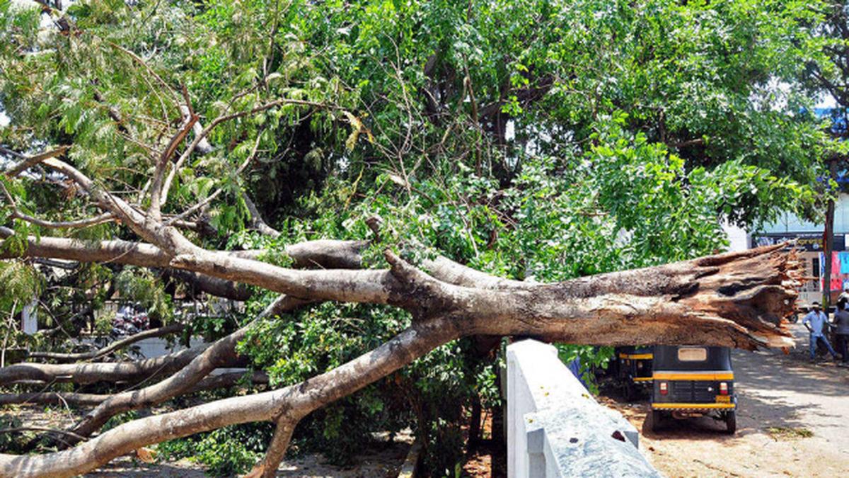 Rain claims one life in Mysuru; trees uprooted - The Hindu