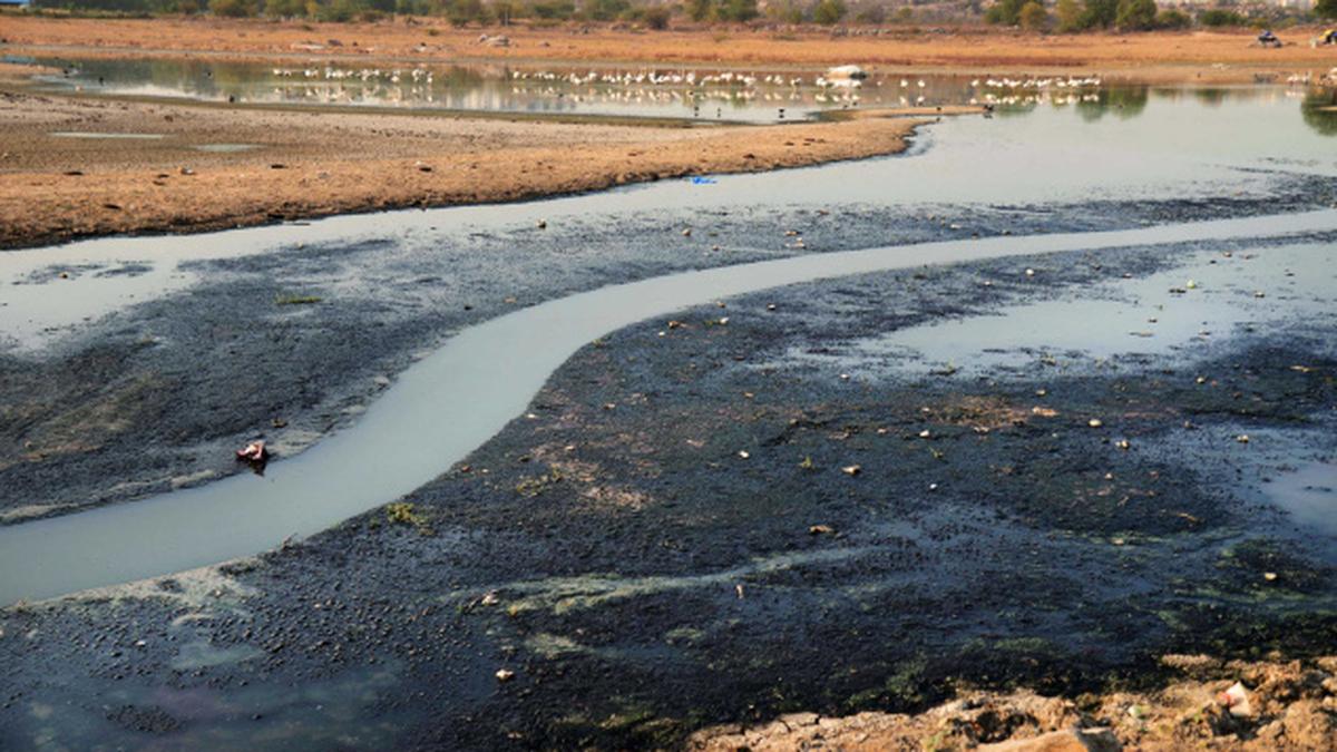 Bird haven turns a stinking drain - The Hindu