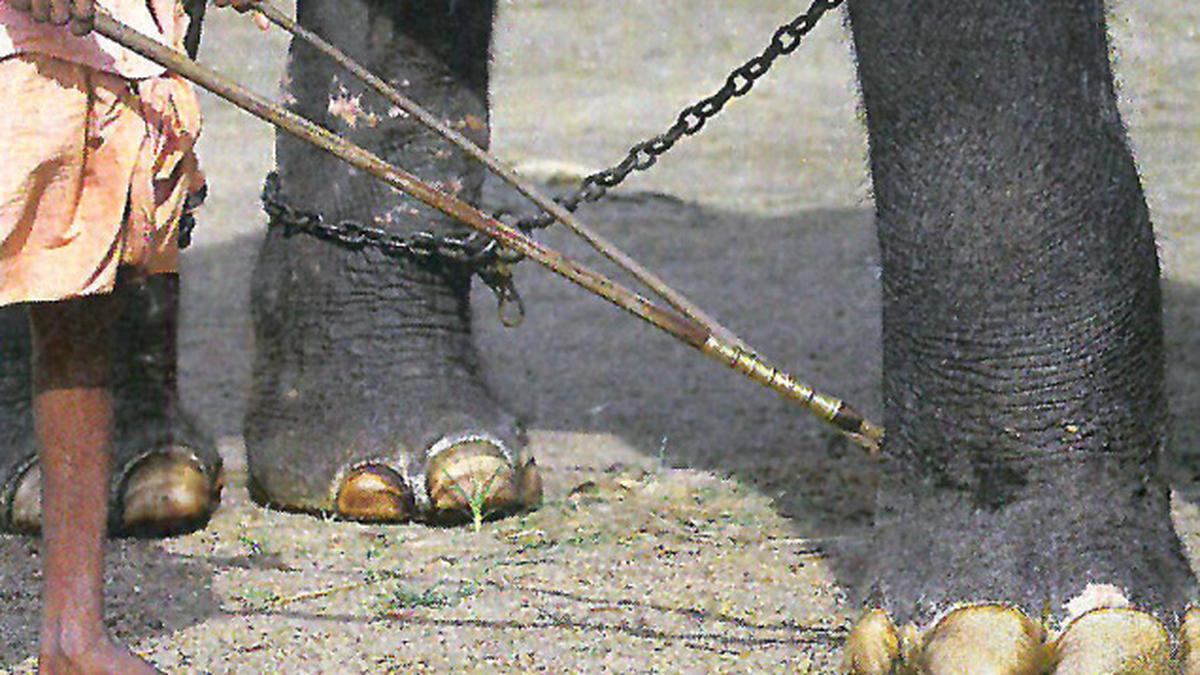 Cruelty to elephants goes unchecked - The Hindu