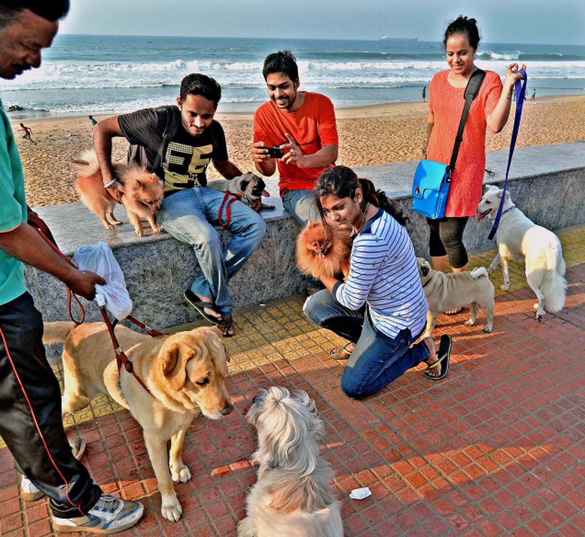 Moto Paws: Glowing collars for canine friends - The Hindu