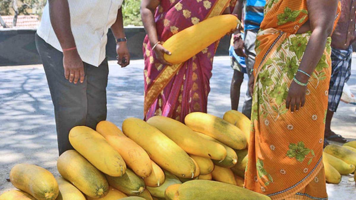 Demand for golden cucumber goes up - The Hindu