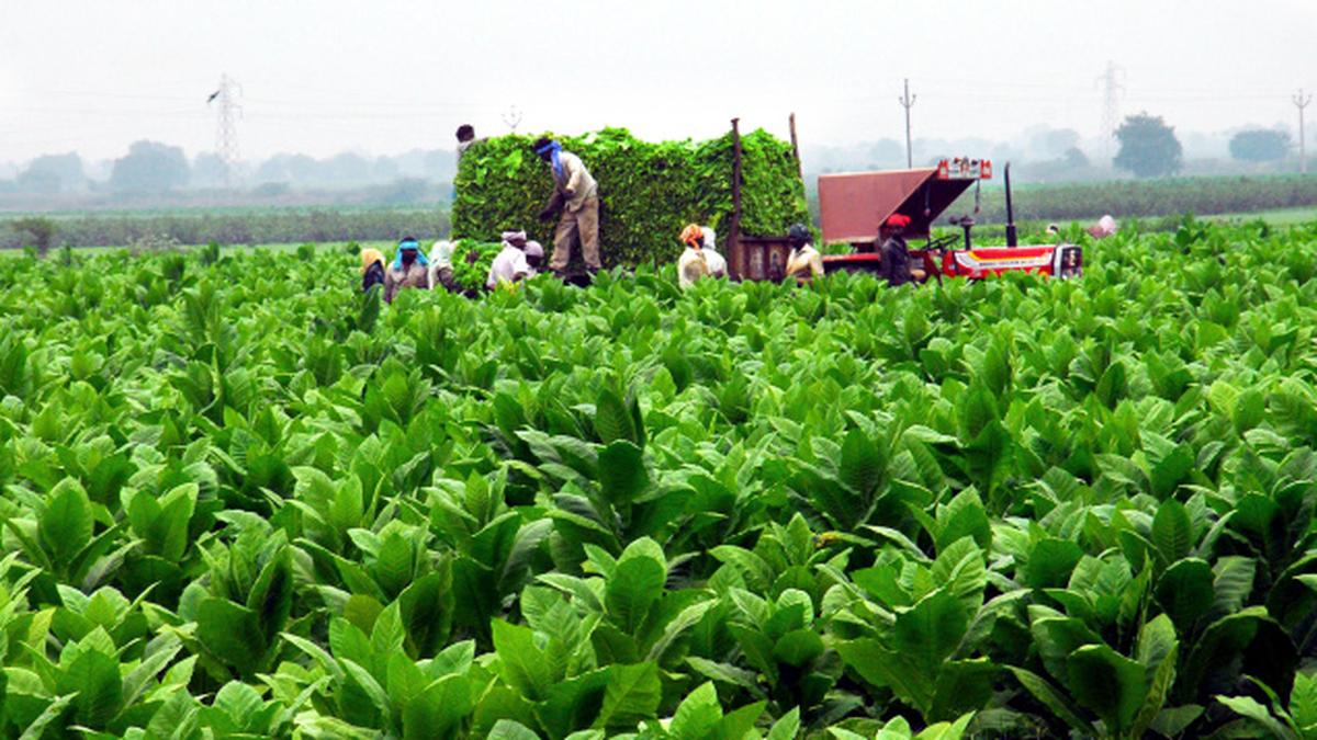 Tobacco farmers find better alternative in pulse crops - The Hindu
