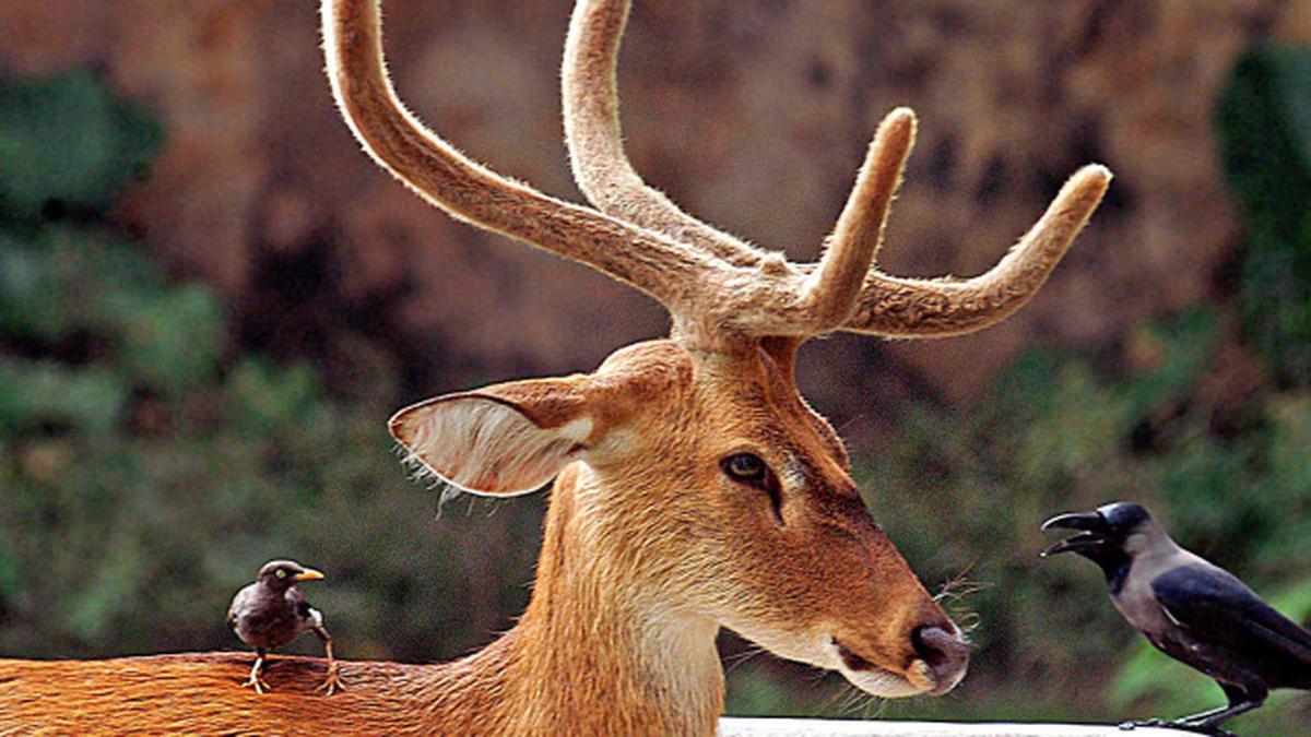 Sangai population up - The Hindu