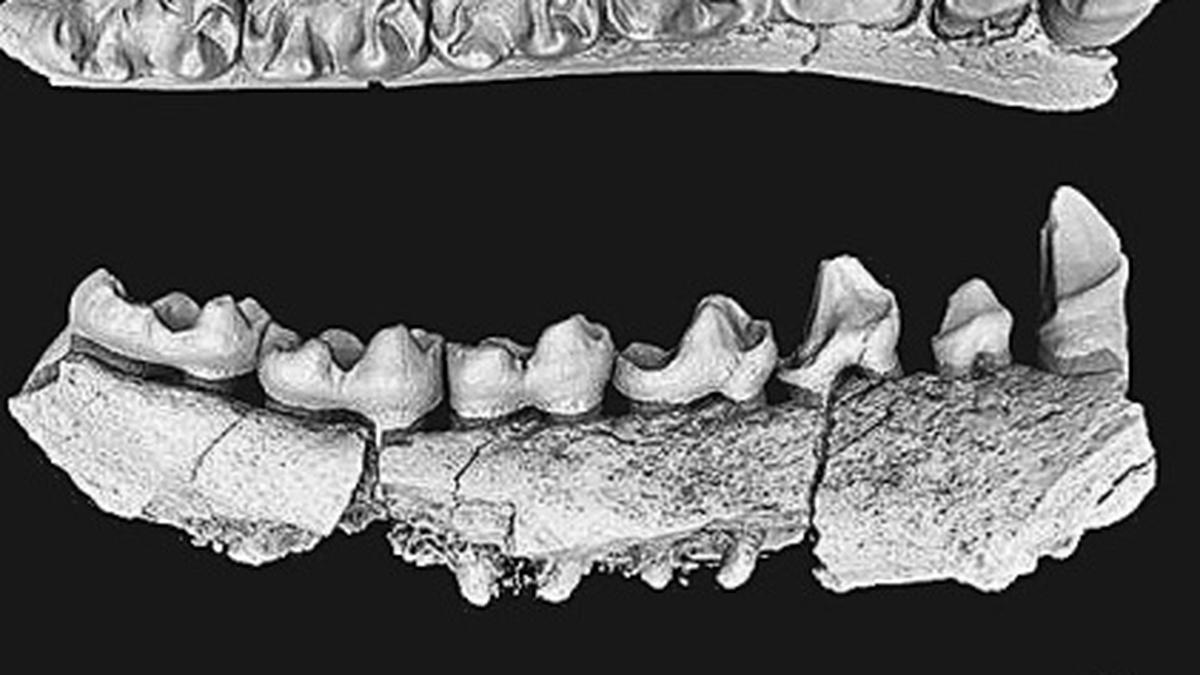 Oligocene fossils explain anthropoid distribution - The Hindu