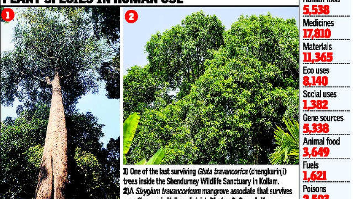 Two Kerala trees facing extinction - The Hindu