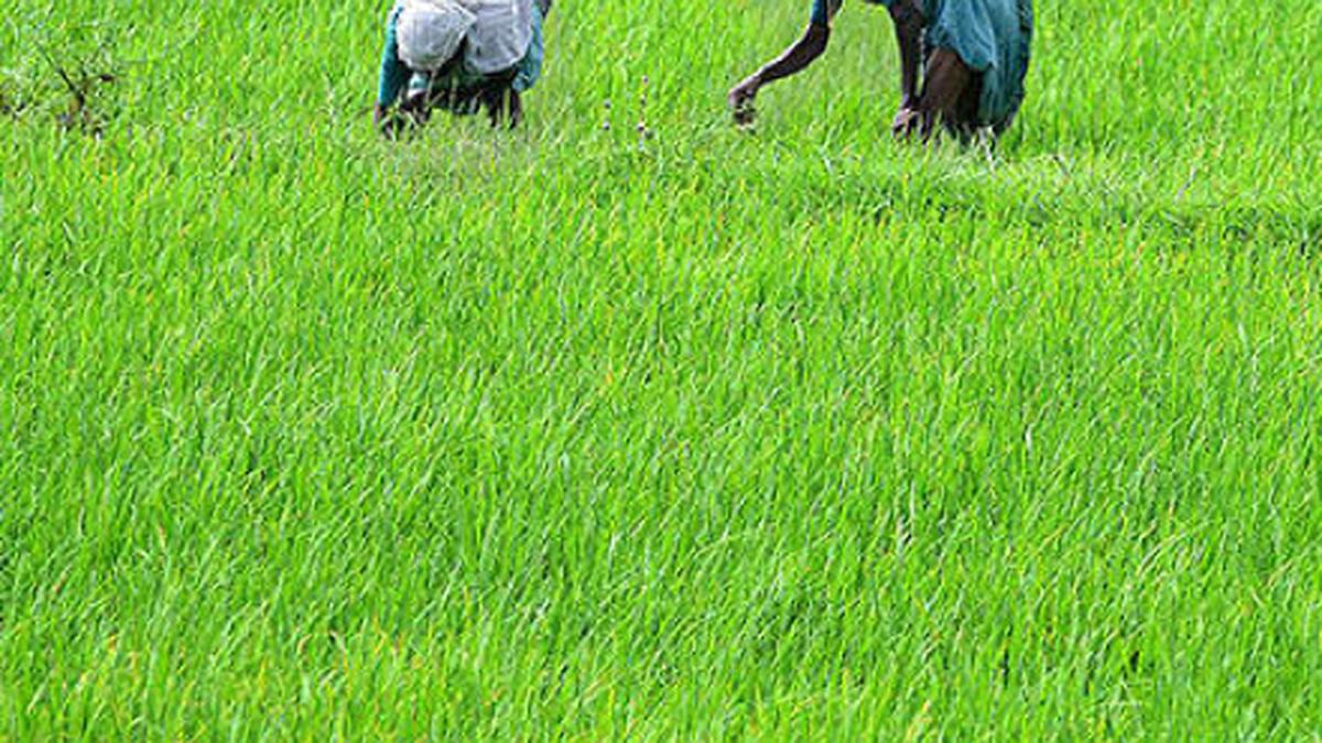 Plan to popularise short duration paddy variety - The Hindu