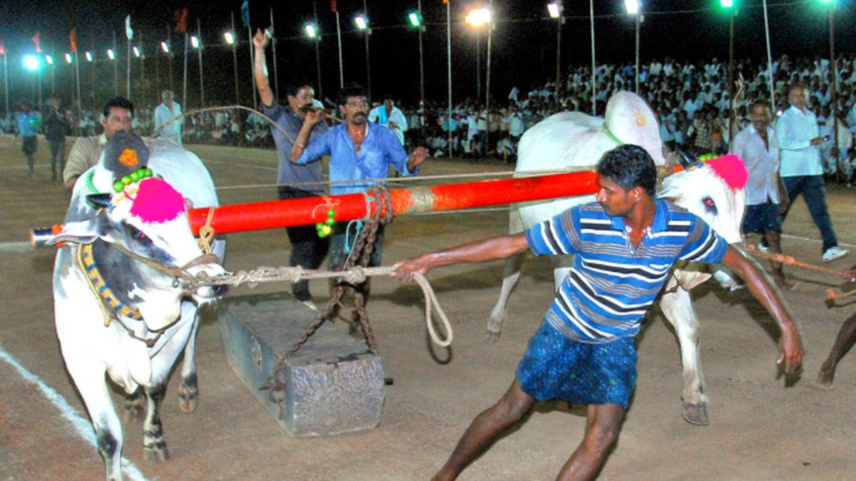 Ongole bull race a big draw - The Hindu