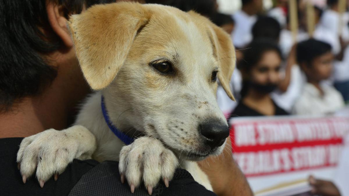 Saluting Bengaluru's animal rescuers - The Hindu