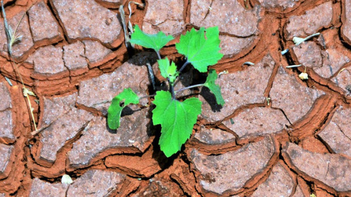 An app to keep track of planted saplings - The Hindu