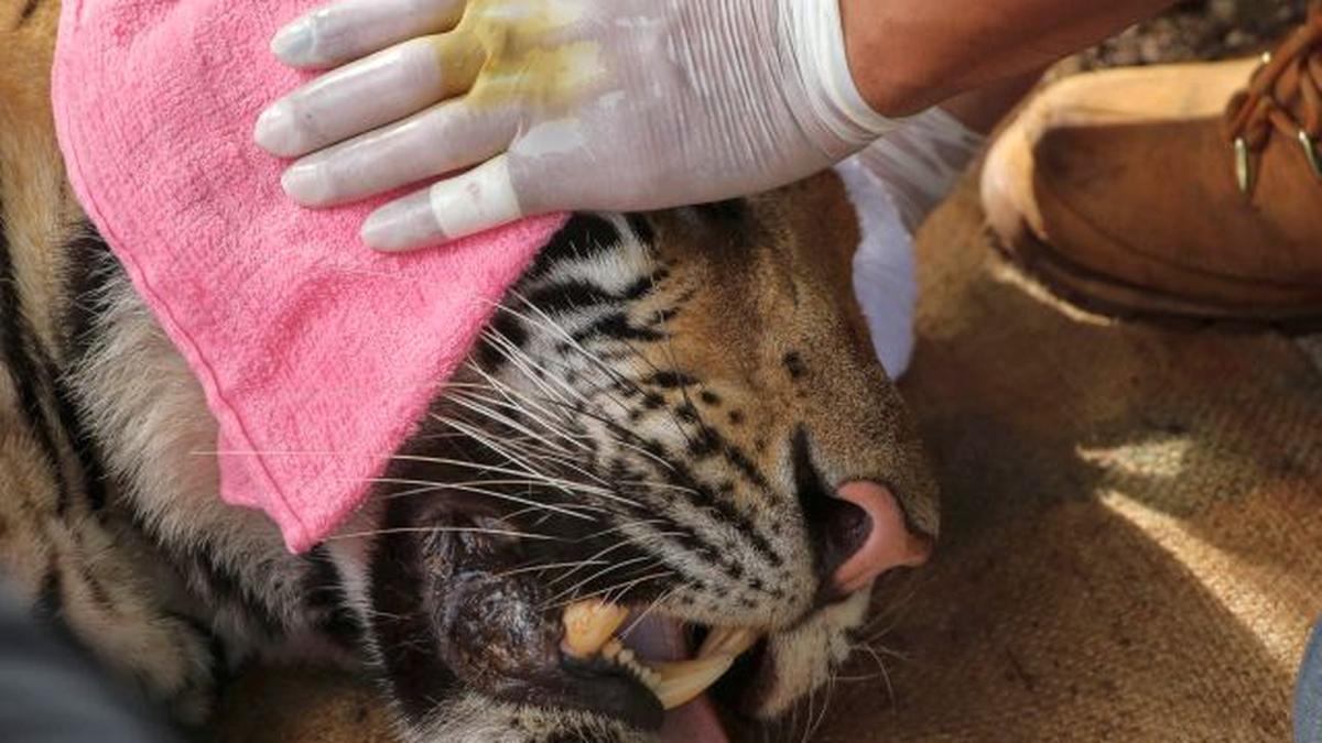 Frozen tiger cubs found in Thai temple - The Hindu
