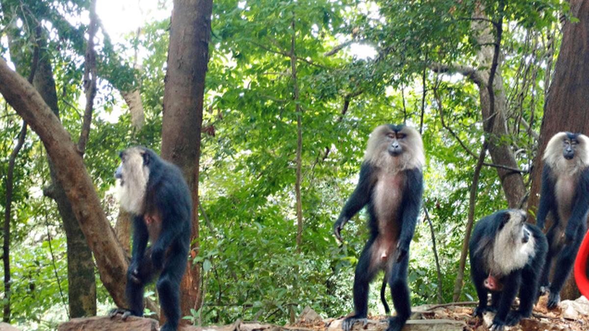 Shy primates grow sociable along Agumbe Ghat - The Hindu