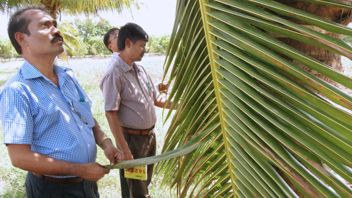 Coconut trees hit by leaf blight disease - The Hindu