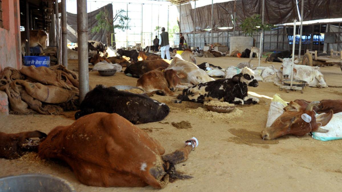 Cows dying in Rajasthan despite special Ministry to protect them - The ...