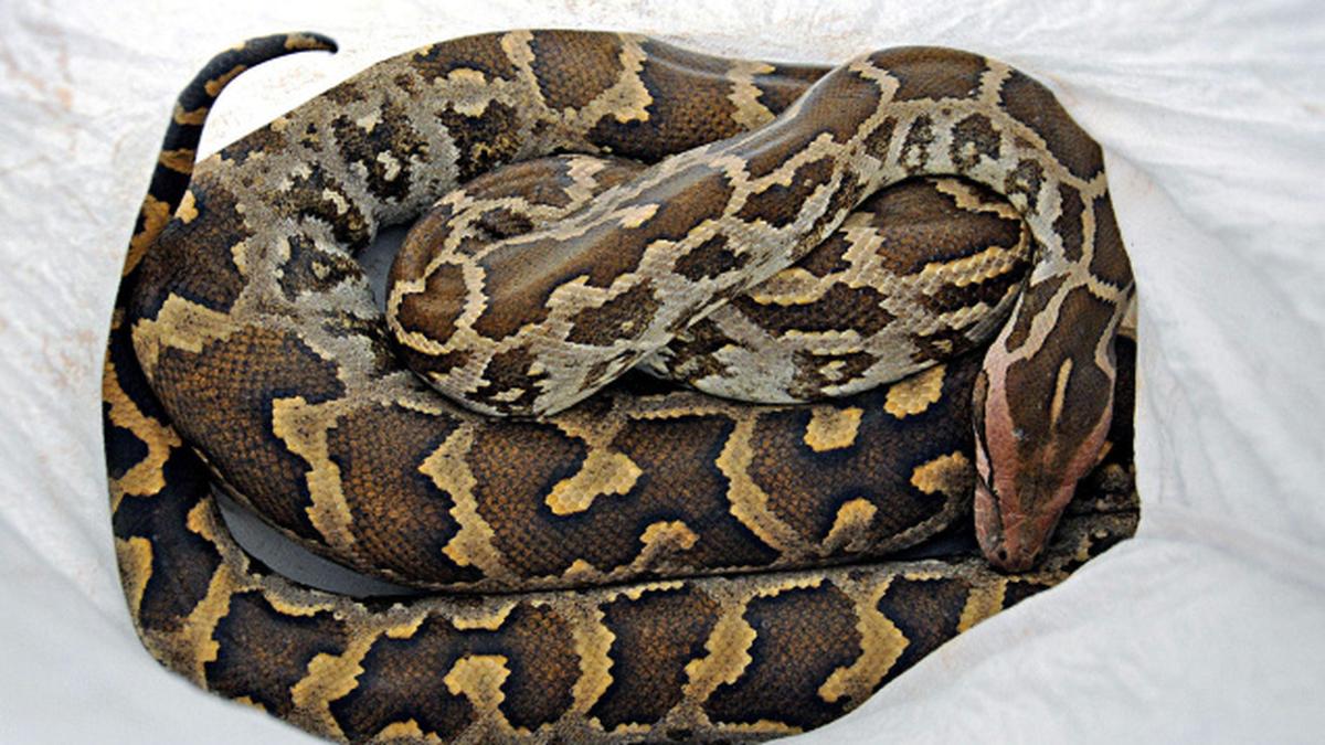 Indian rock python found in ashram - The Hindu
