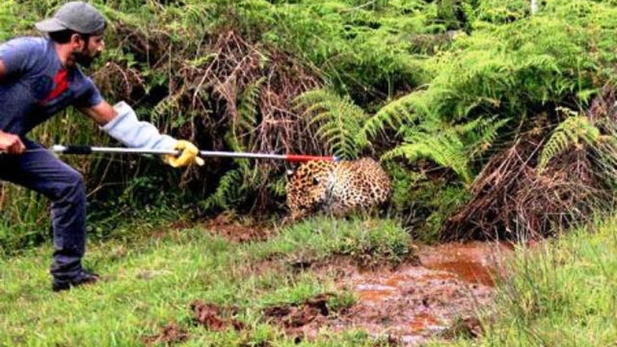 Injured leopard stuck in muddy slush for 15 hours drowns - The Hindu