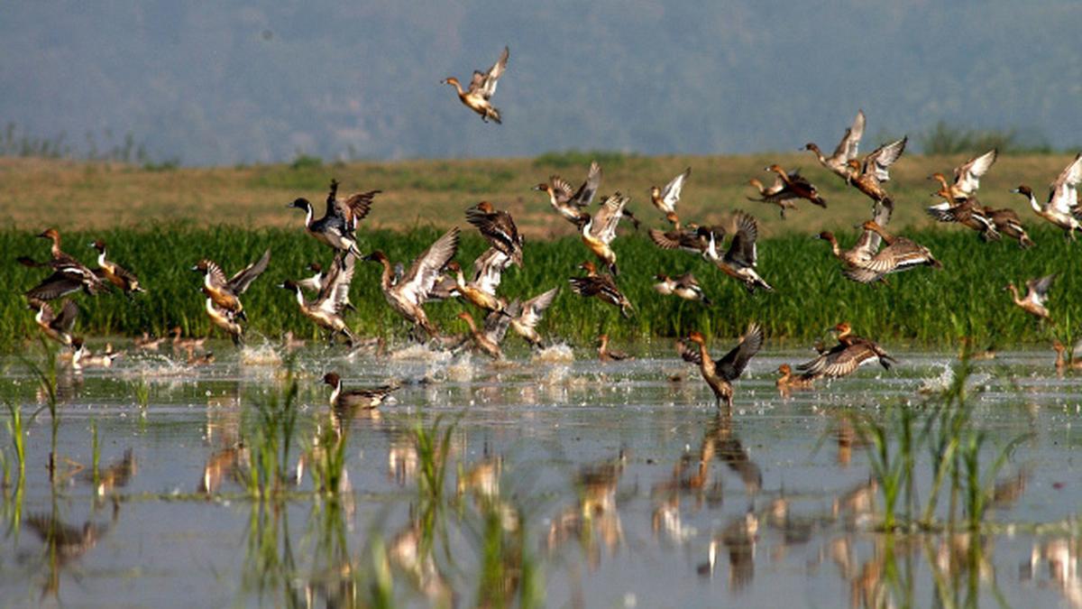 Up with the lark to experience the frenetic Dipor Beel - The Hindu