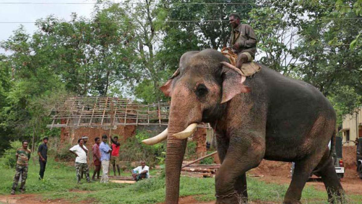 ‘Veteran’ joins Operation Madukkarai - The Hindu