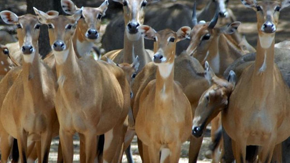 What is and isn’t vermin - The Hindu