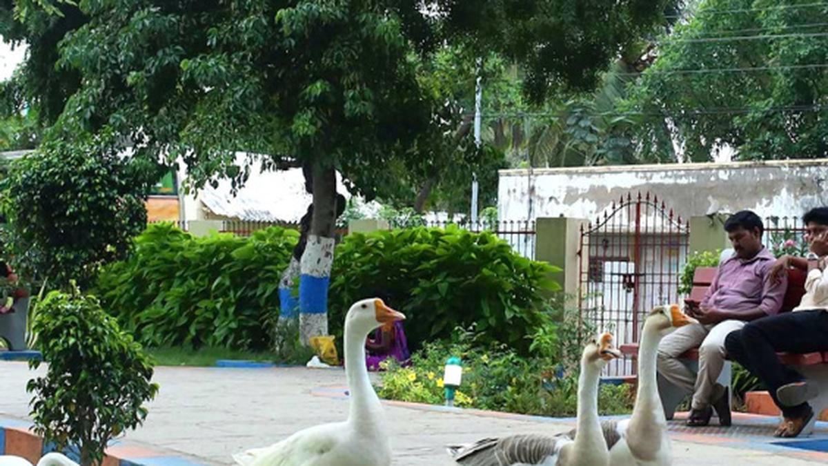 Renovated Thamaraikulam draws many visitors - The Hindu