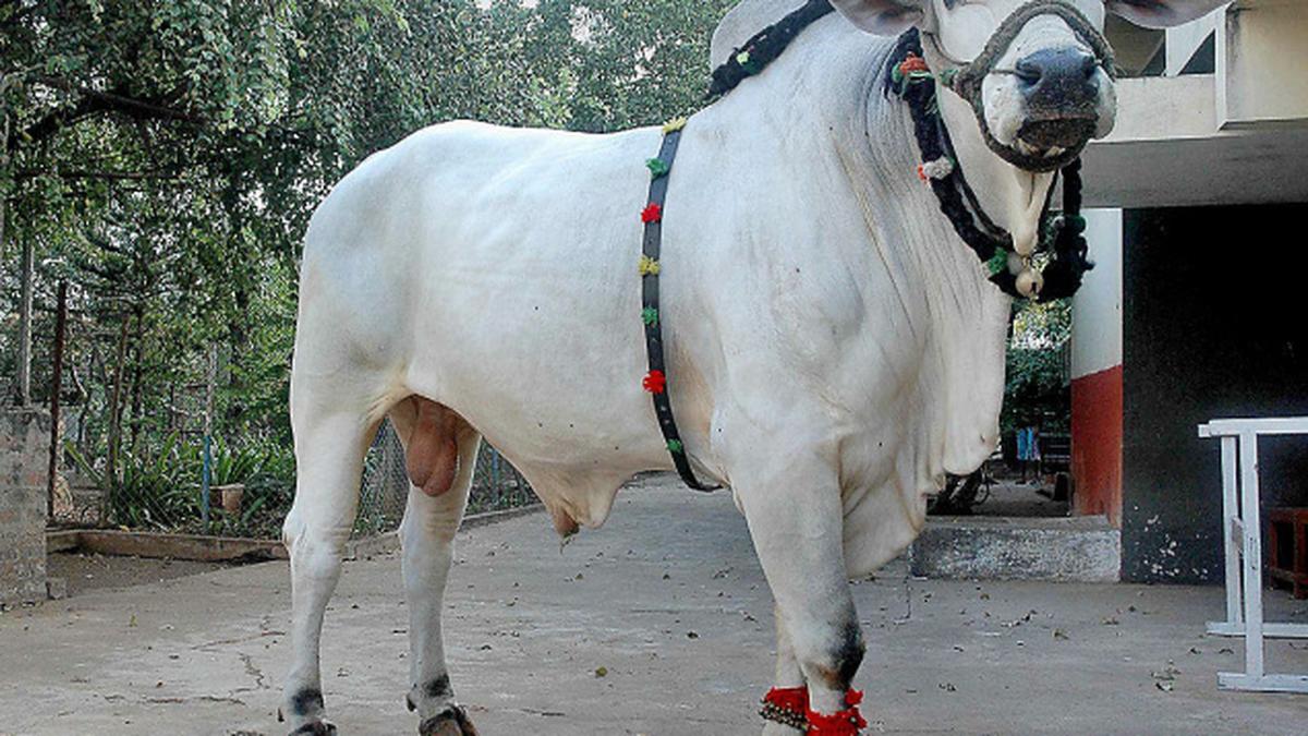 Brazil keen on saving the Ongole bull - The Hindu