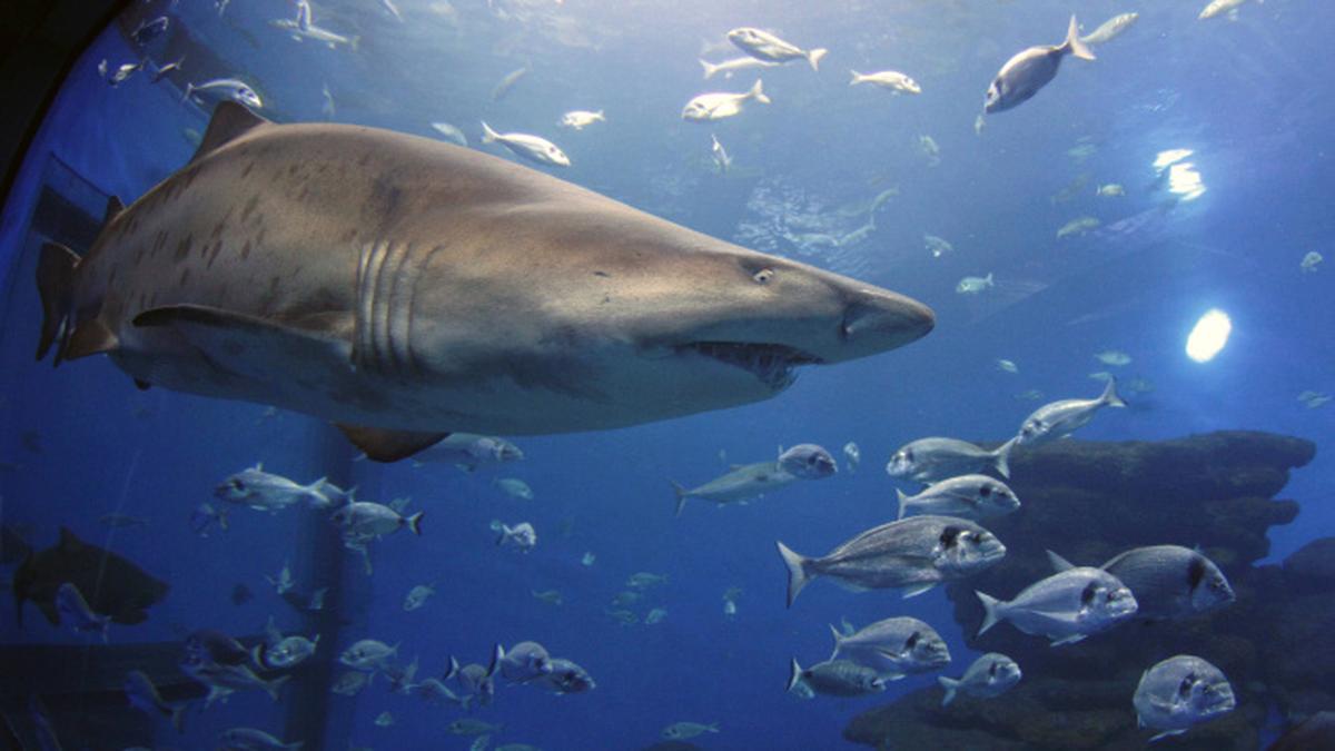 Hawaii shark bite victim Dylan McWilliams (20) was previously attacked ...