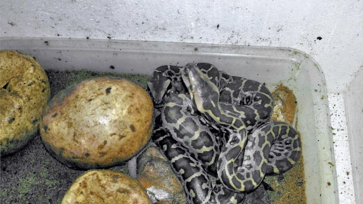 14 Indian Rock Python eggs hatched at snake park - The Hindu