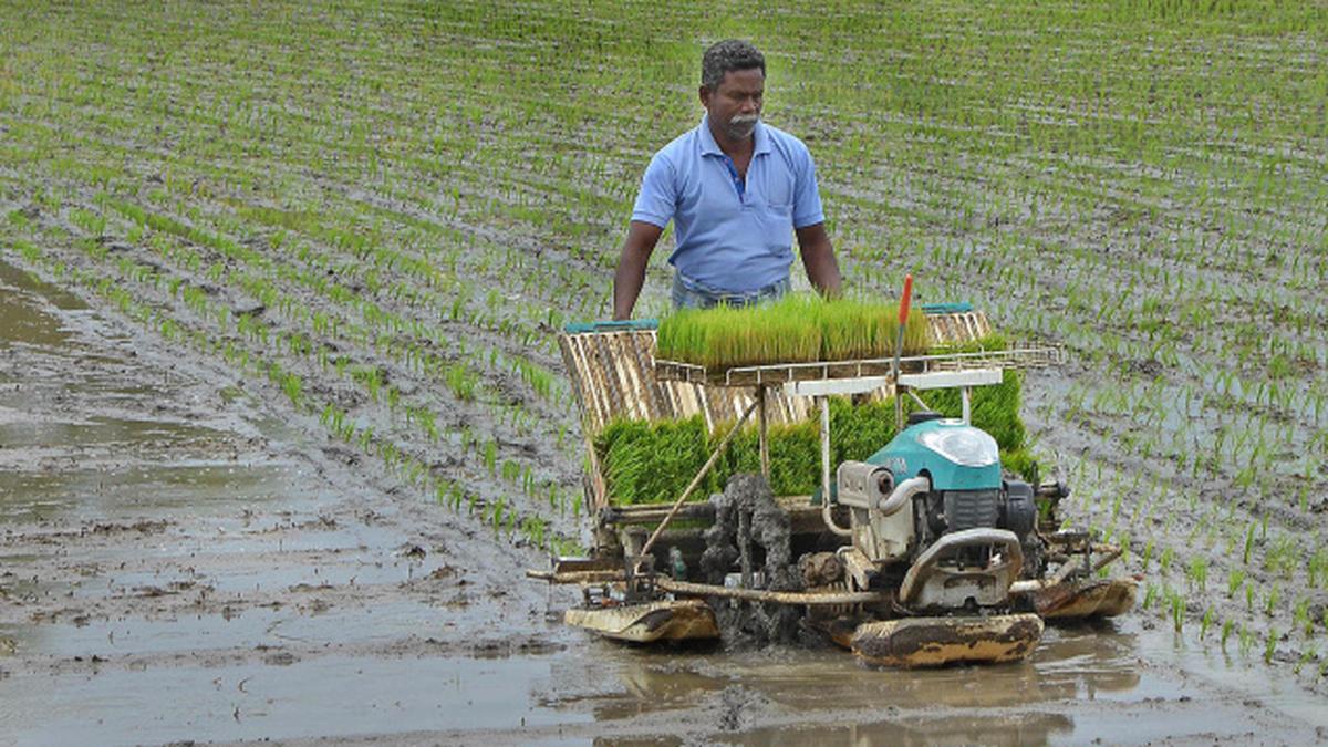 Paddy transplanting machine gaining popularity among farmers - The Hindu