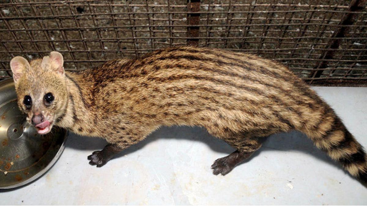 Civet cat caught near Ousteri Lake - The Hindu