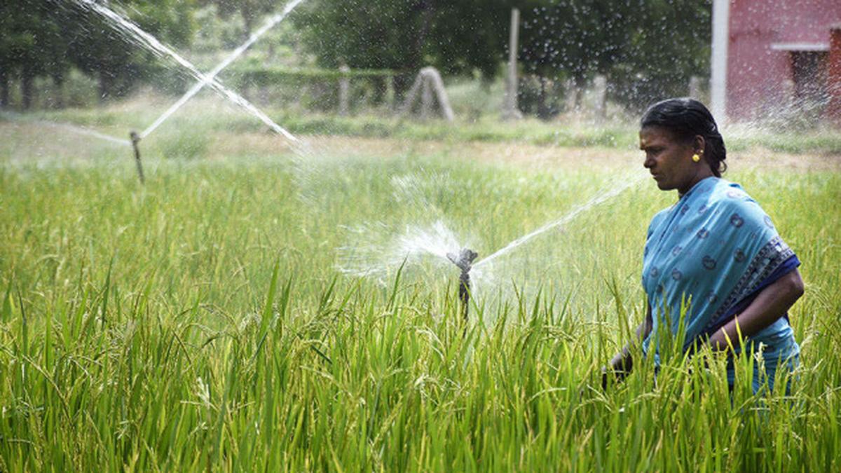 Study on producing paddy using sprinkler irrigation - The Hindu