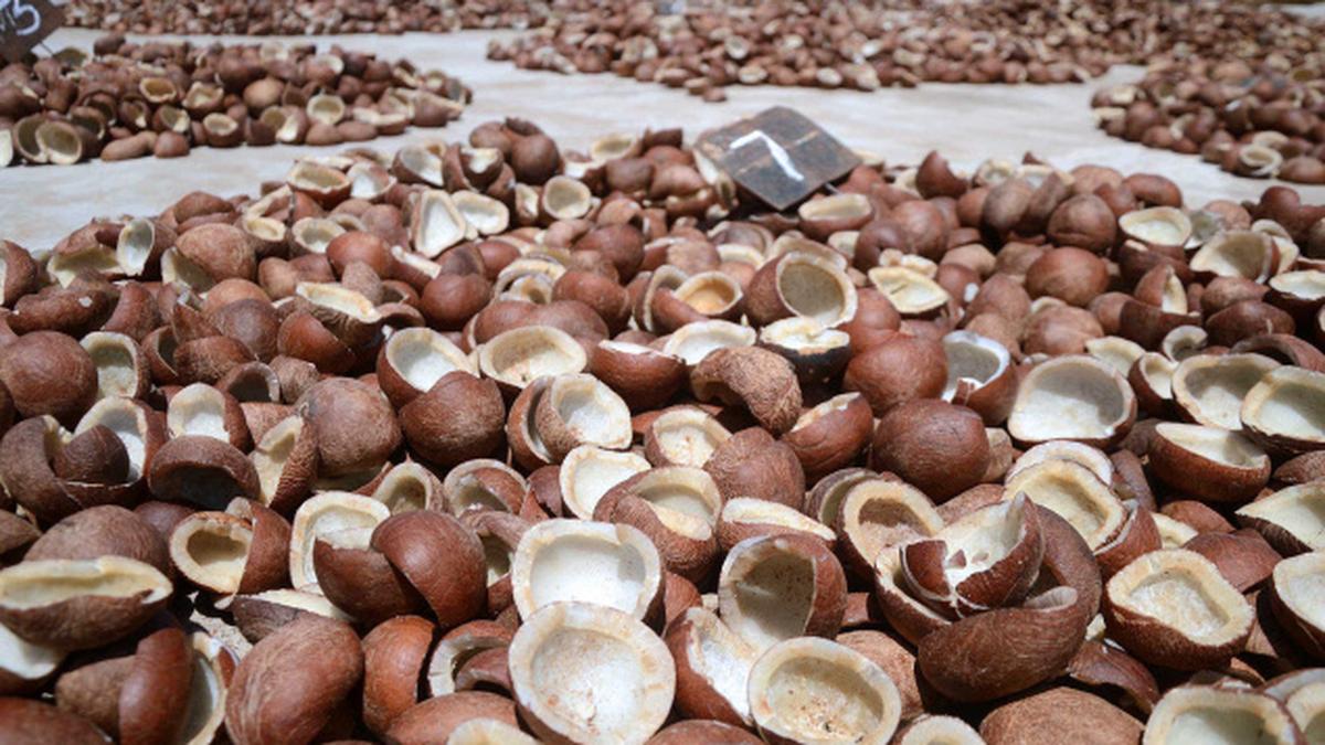 Opening of copra procurement centres brings cheer to coconut growers ...