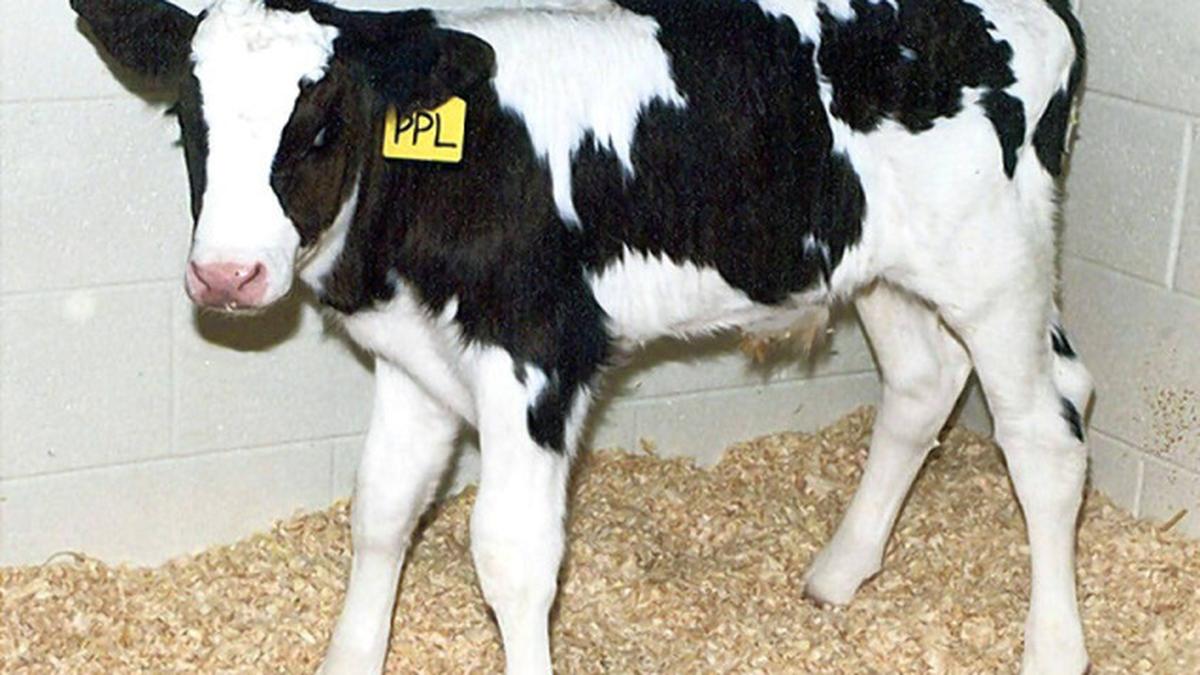 Scientists grow sheep embryos containing human cells - The Hindu