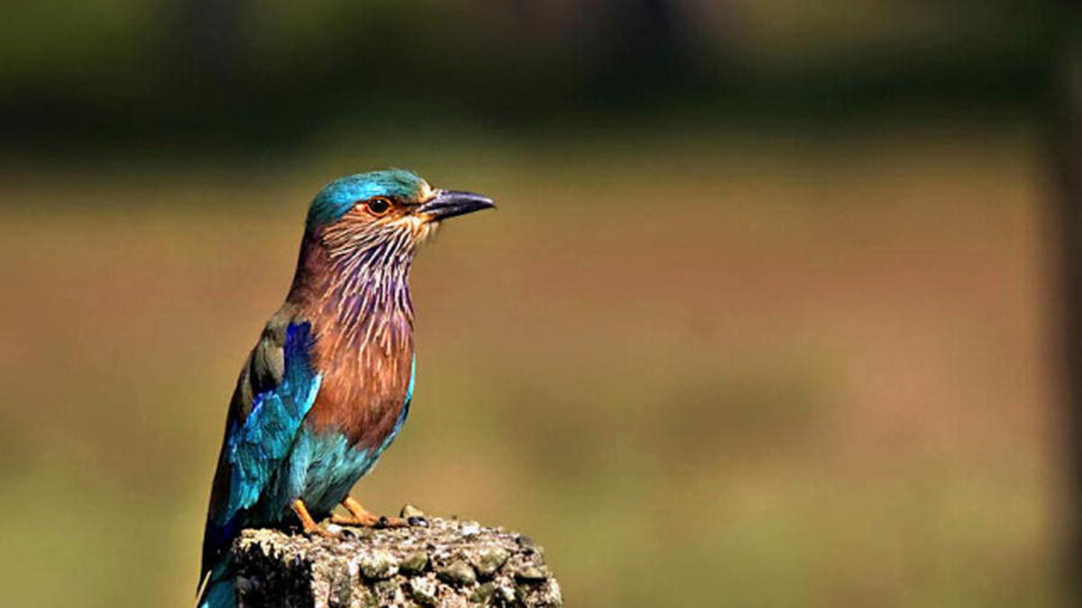 The Kerala Bird Atlas Project 2016 - The Hindu