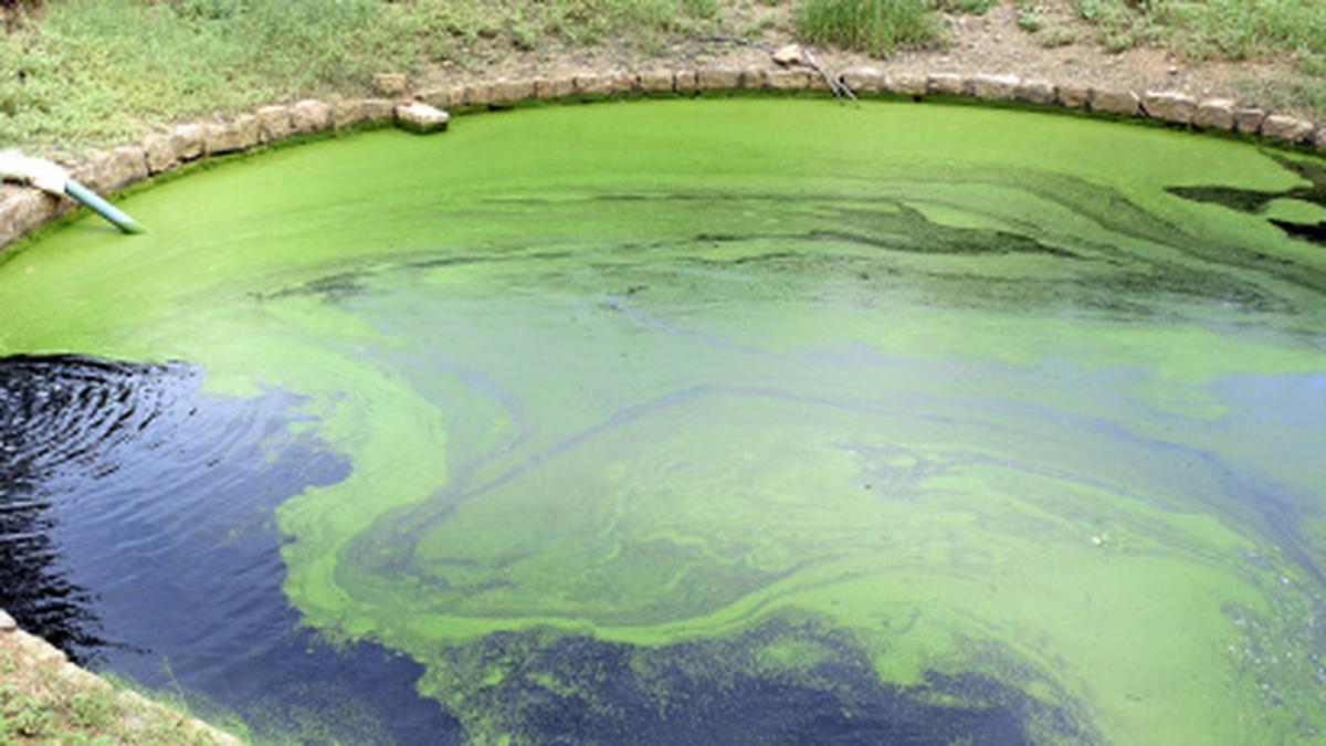 TNAU college raises ‘kal vazhai’ farm for treatment of wastewater - The ...