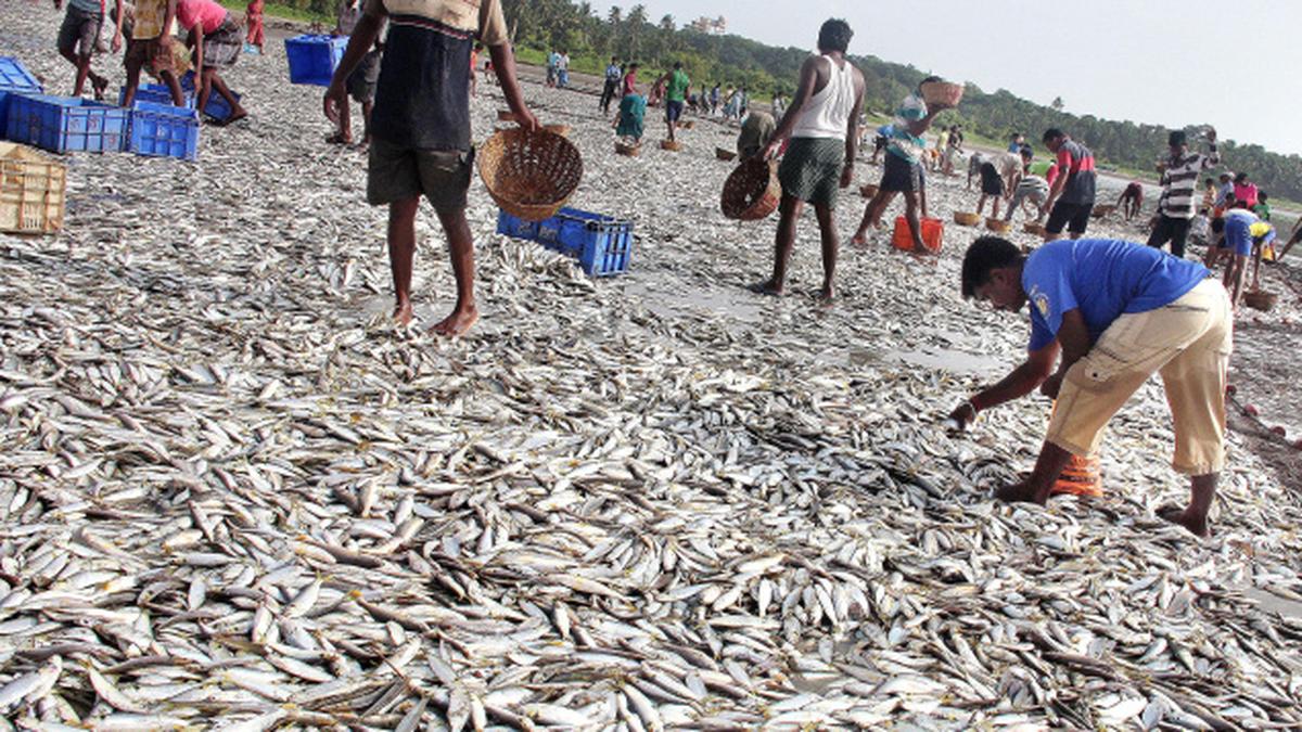 AAP's Goa election promise: Fish for all - The Hindu