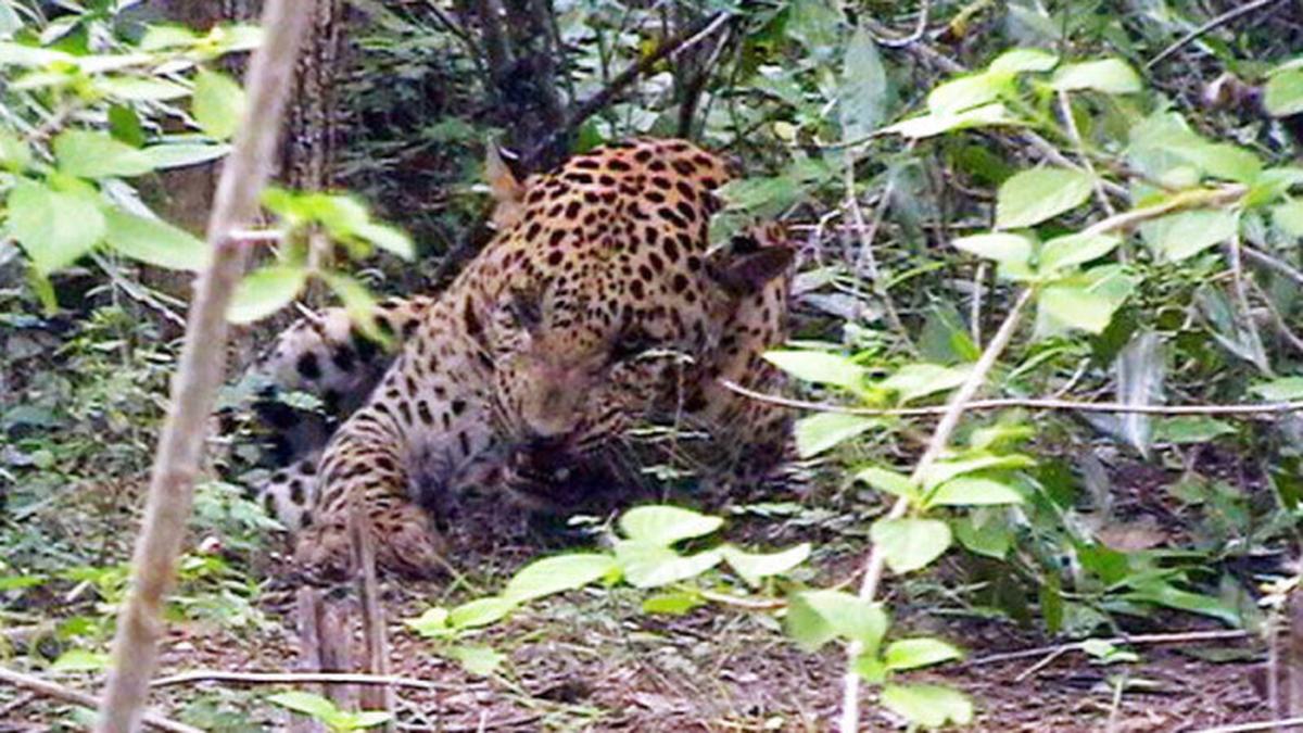 Rescue operation led to severe stress in leopard - The Hindu