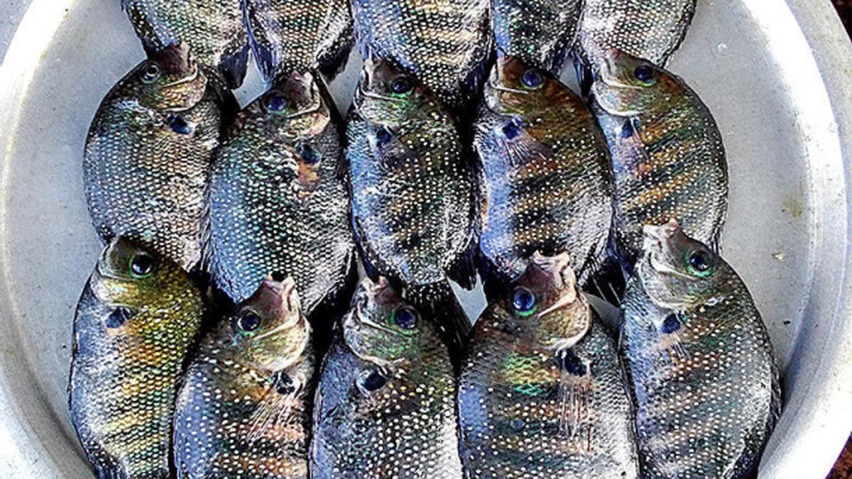 Favourite fish in troubled waters - The Hindu