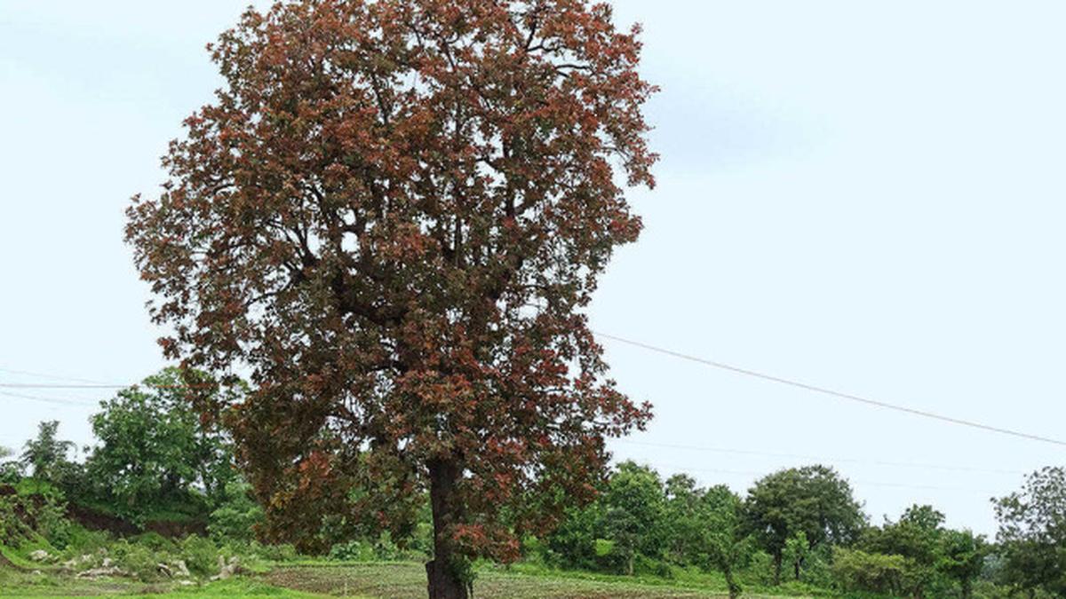 Adivasis deprived of right to brew ippa liquor - The Hindu