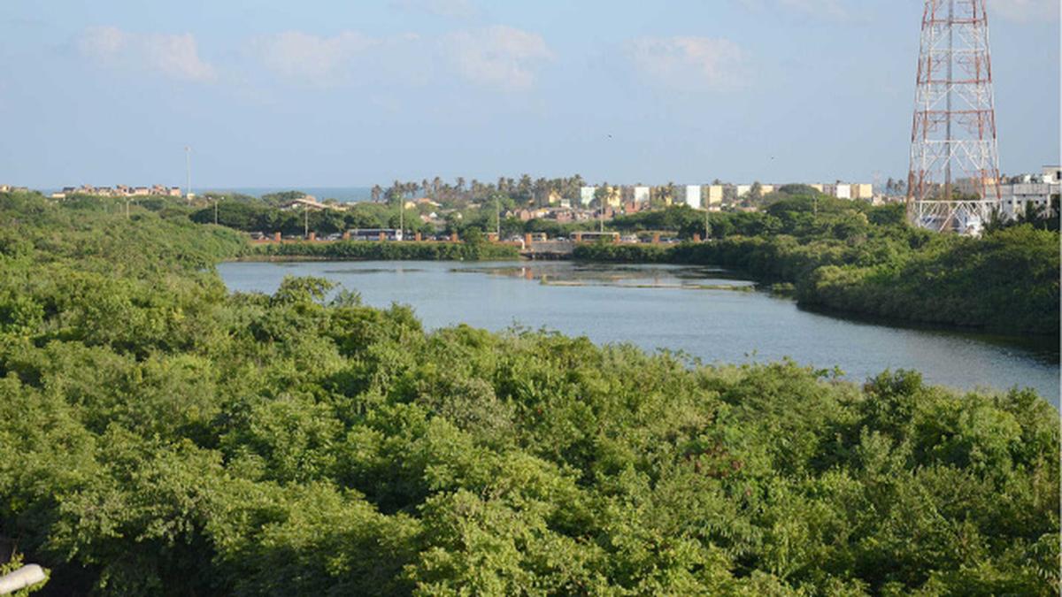 Work on parks along Adyar river to begin soon - The Hindu