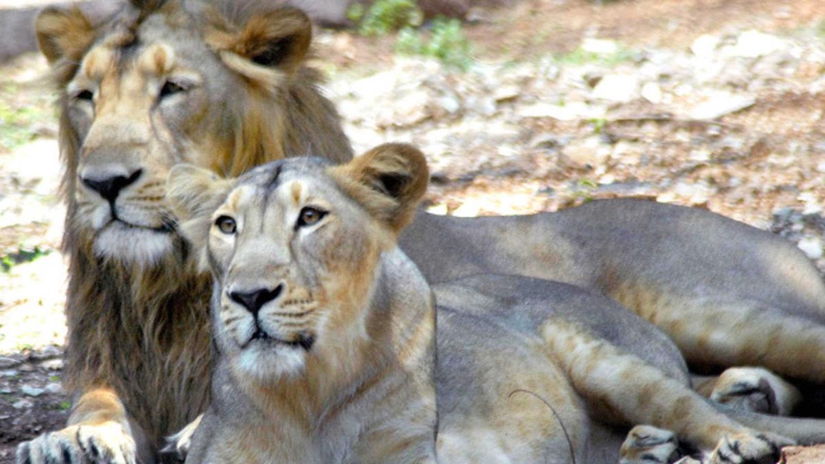 Asiatic lions to roar again at Mysuru zoo - The Hindu