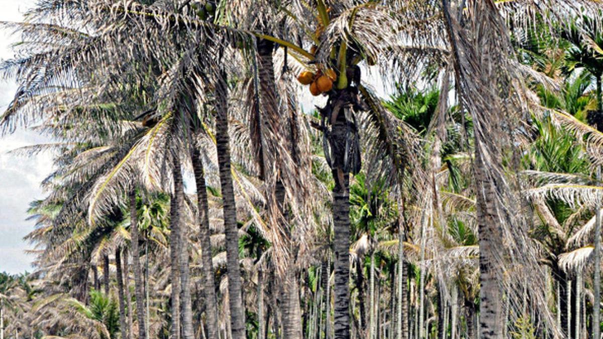 Coconut trees infested with black-headed caterpillar disease in K.R ...