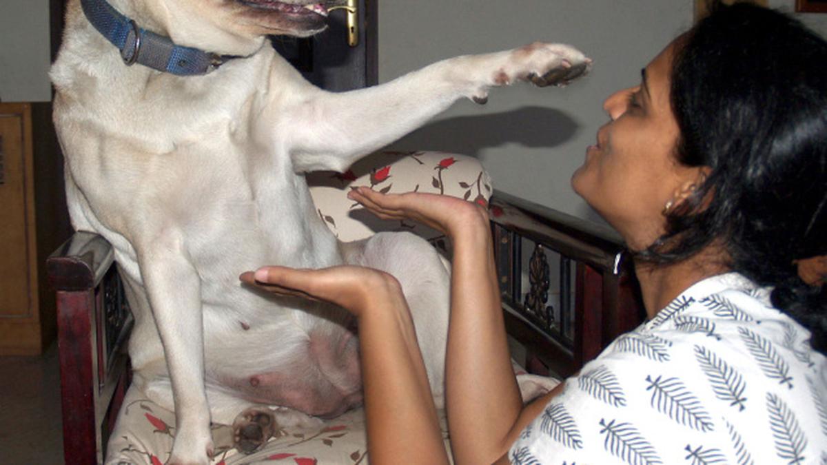 No city for canines: House owners still averse to pets - The Hindu