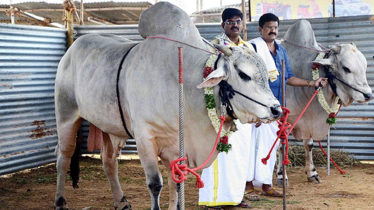 Anthiyur festival begins - The Hindu