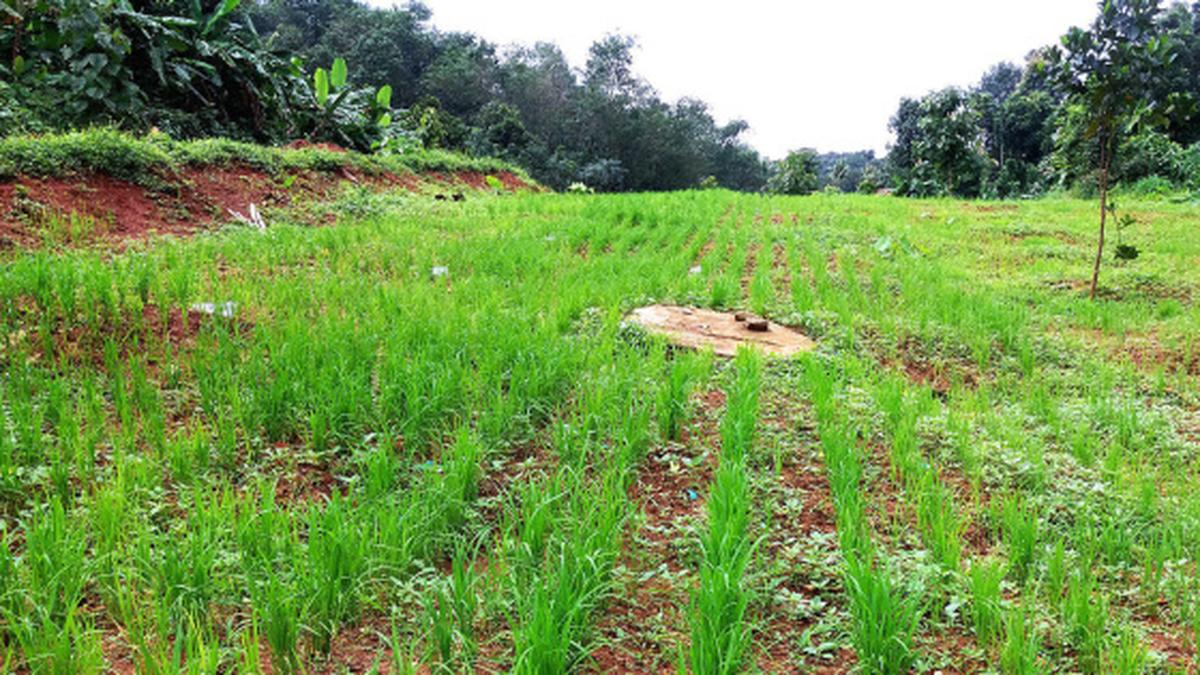 Push to paddy farming in upland tribal sites - The Hindu