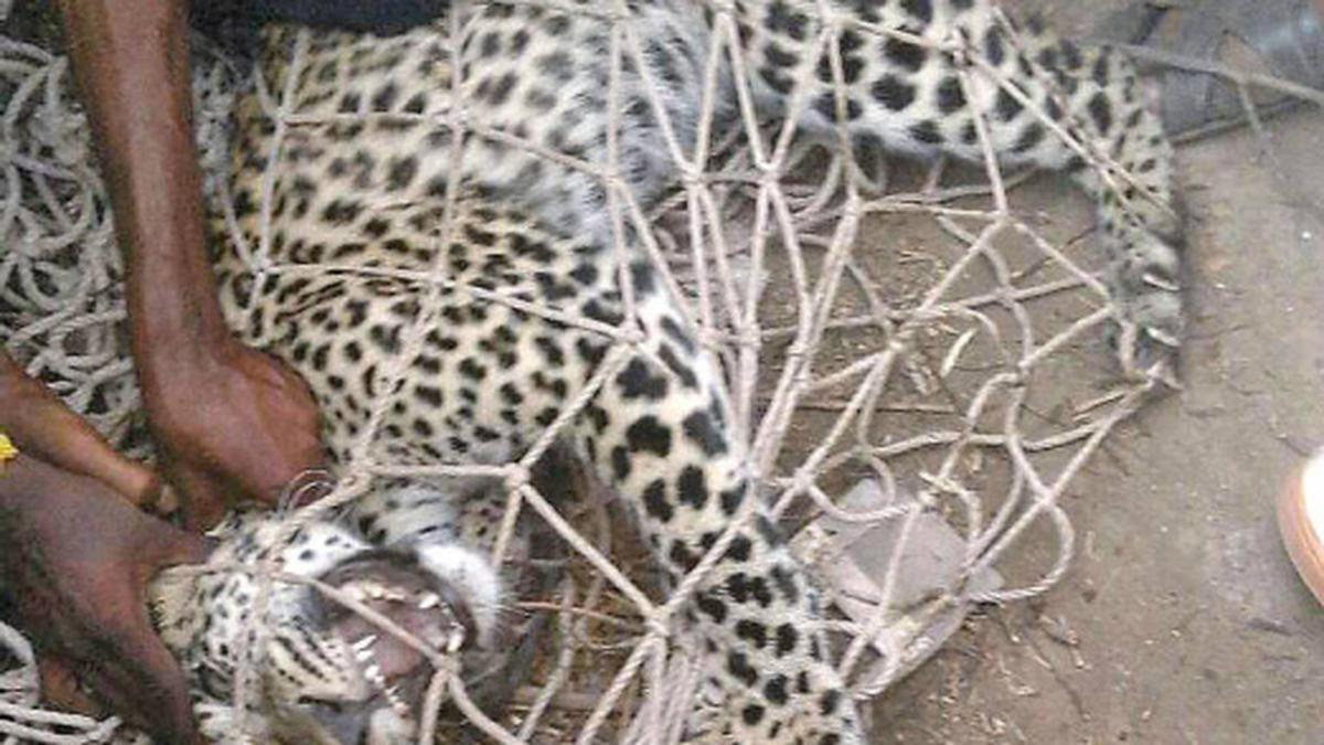 Leopard’s day out in Rayadurgam - The Hindu
