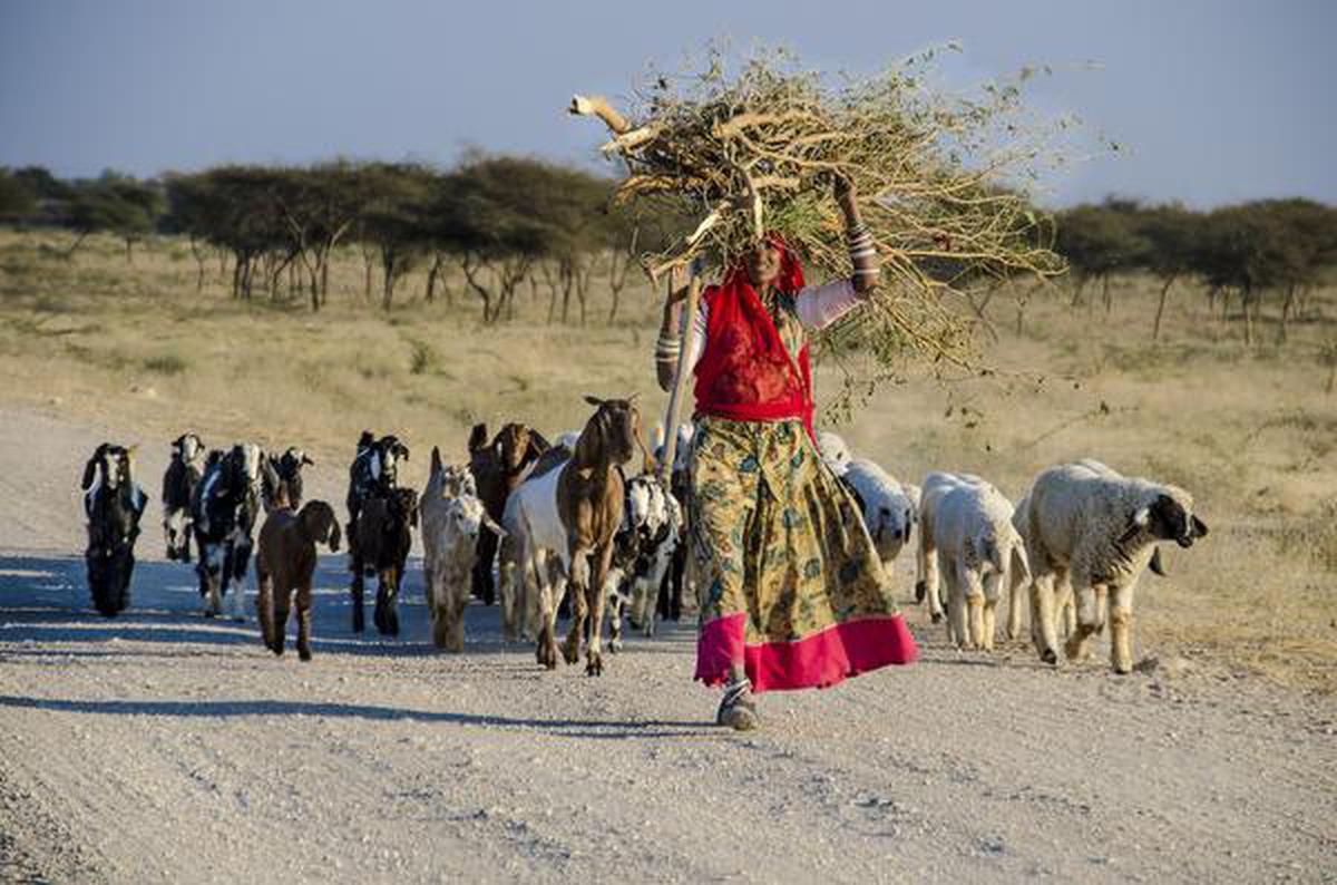 Thar Desert People Lifestyle