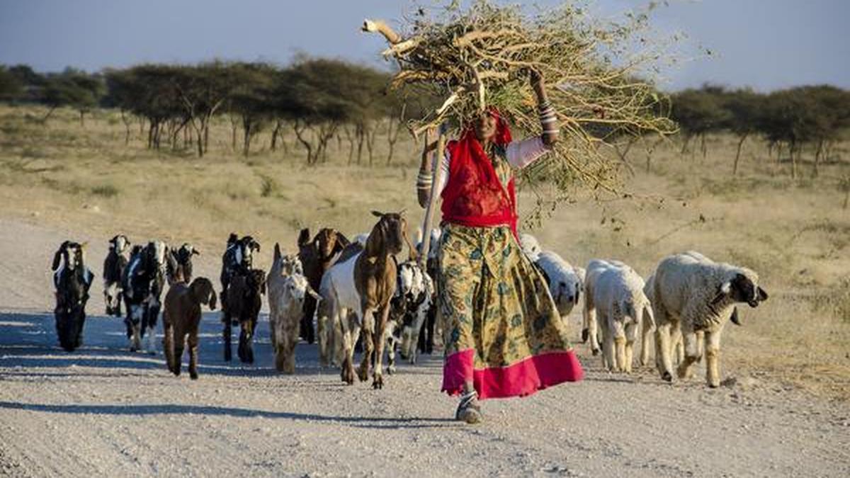 Life in desert - The Hindu