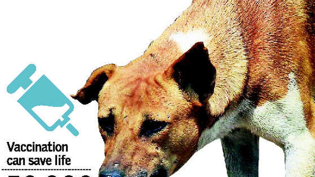 Child falls victim to rabies in city - The Hindu